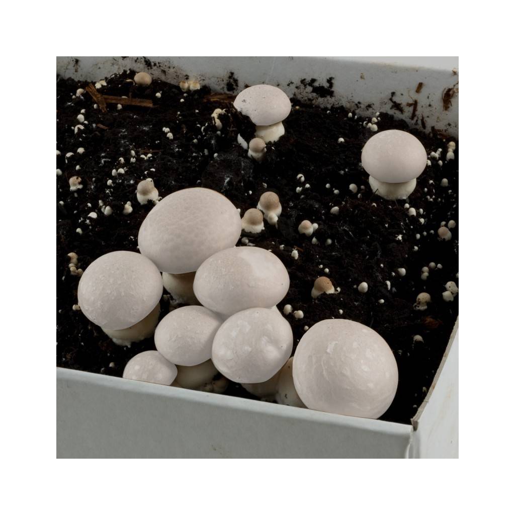 Kit champignons de Paris à faire pousser.